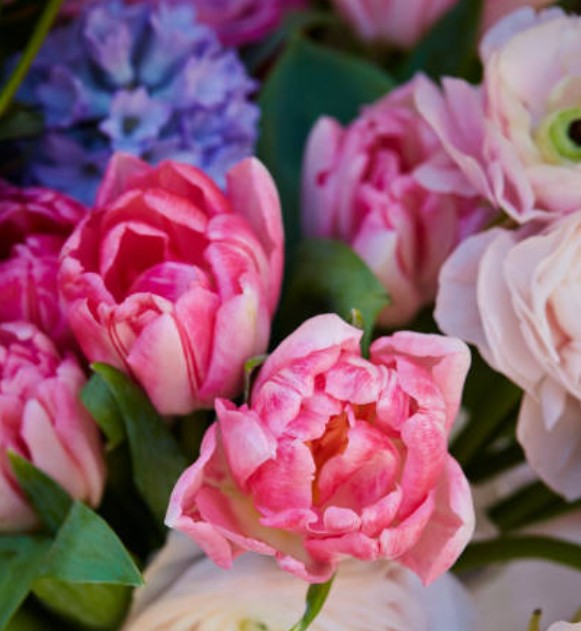 January Birth Flowers Explained: The Meaning Behind Carnations and Sno