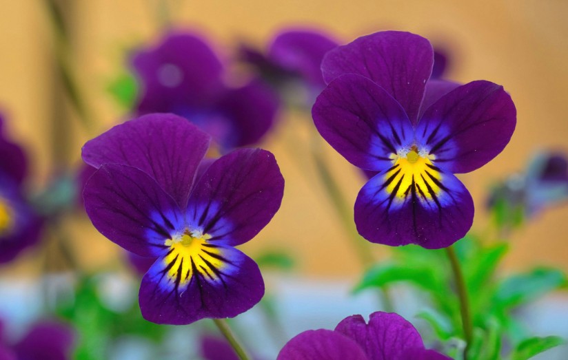February Birth Flowers Explained: The Meaning Behind Violets and Primr