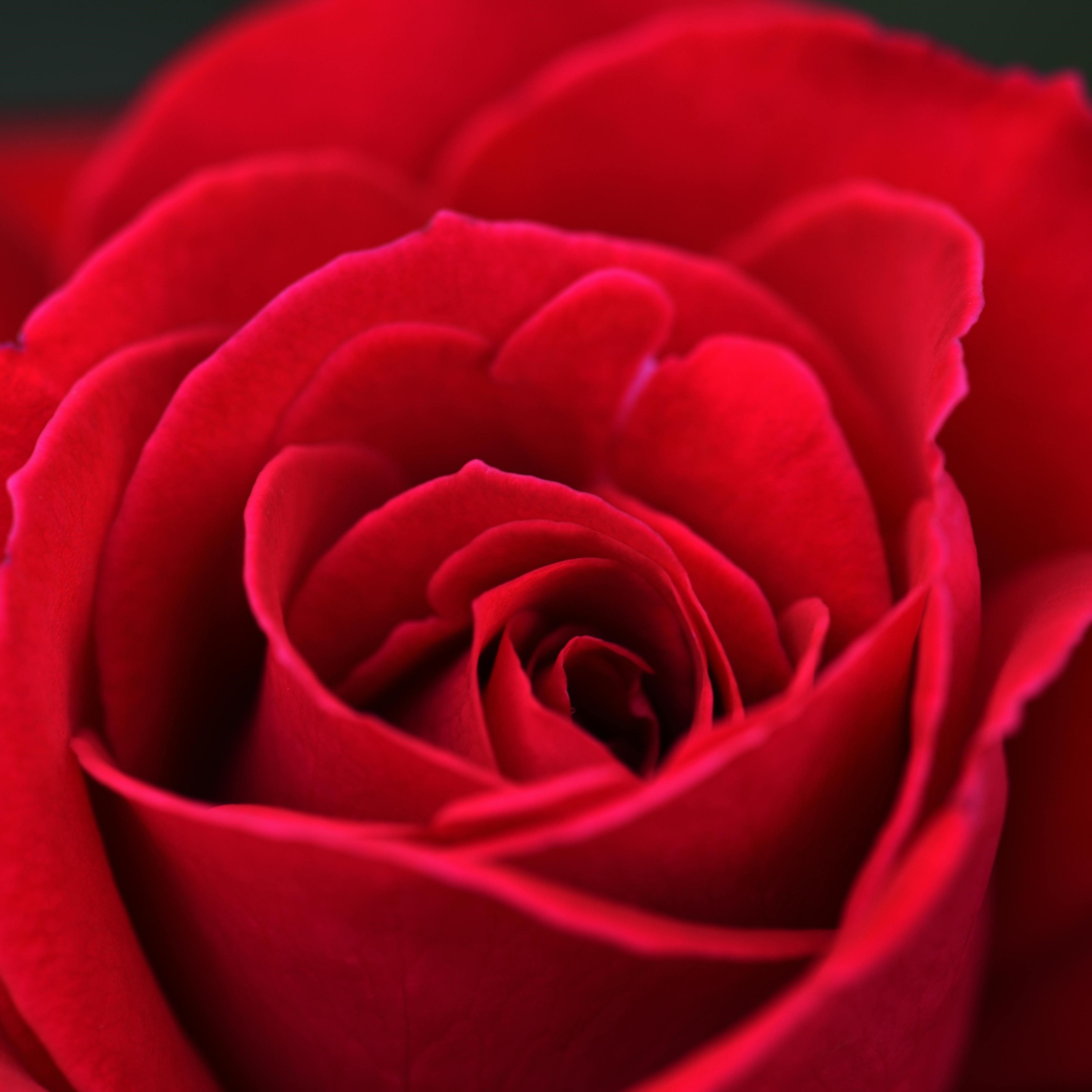 Rose Bouquet
