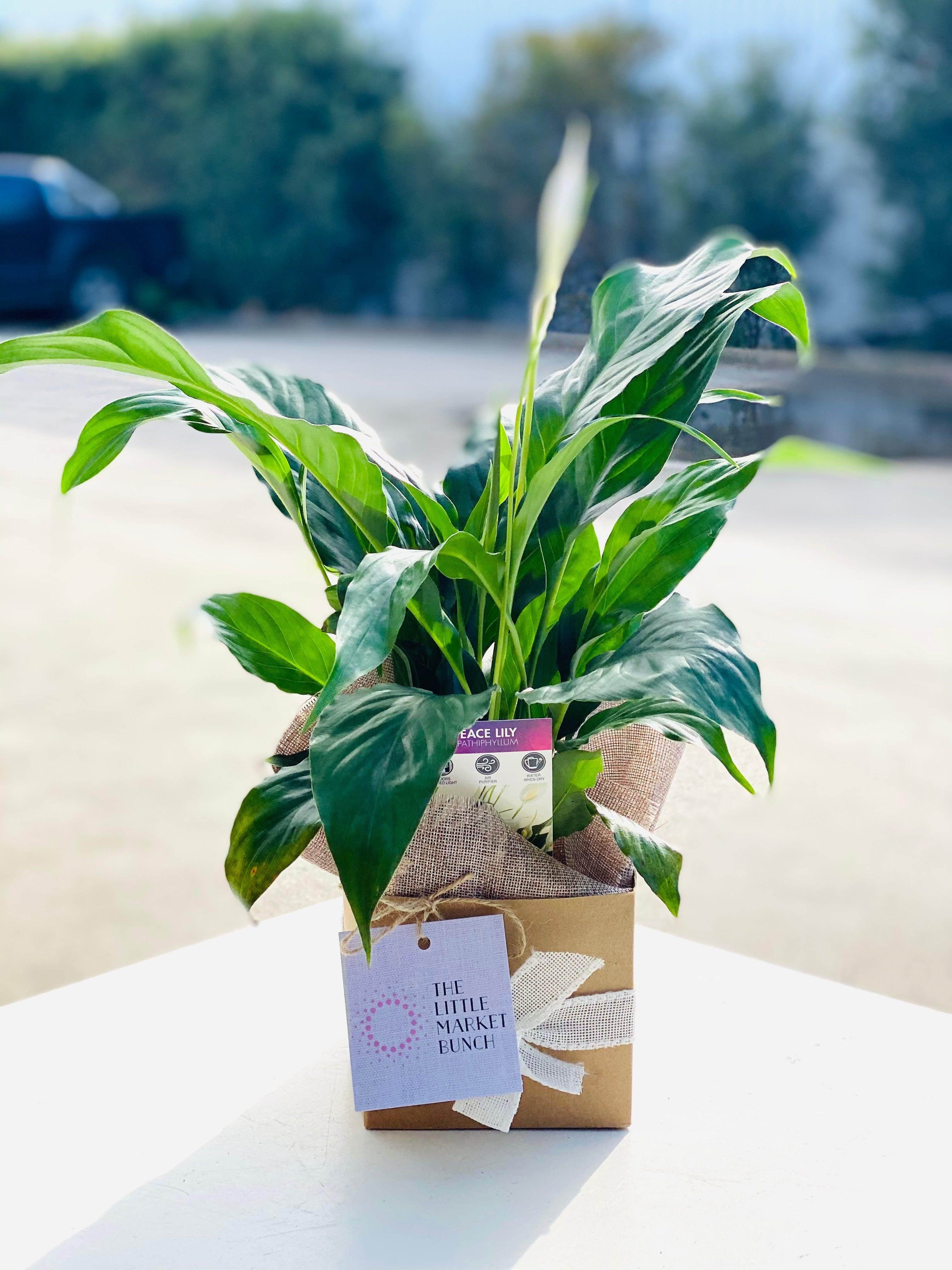 Plant Delivery Melbourne, Buy Australian Plants Online Melbourne – The ...